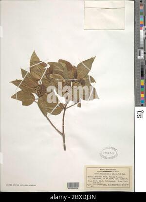 Bobea timonioides Hook f Hillebr Stock Photo - Alamy