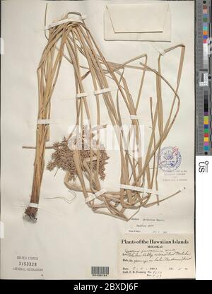 Cyperus javanicus Houtt Cyperus javanicus Houtt Stock Photo - Alamy