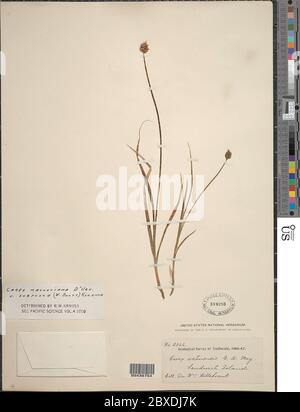 Carex subfusca W Boott Carex subfusca W Boott Stock Photo - Alamy