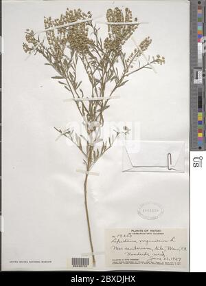 Lepidium virginicum or virginia pepperweed plant blooming white flowers ...