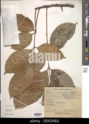 Dacryodes excelsa Vahl Dacryodes excelsa Vahl Stock Photo - Alamy