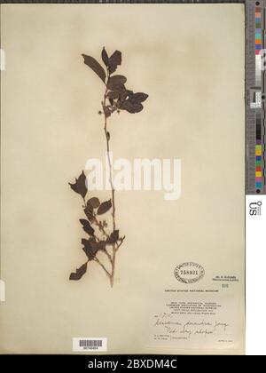 Casearia decandra Jacq Casearia decandra Jacq Stock Photo - Alamy