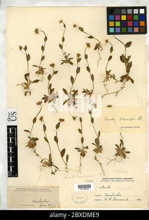 Draba borealis DC Draba borealis DC Stock Photo - Alamy