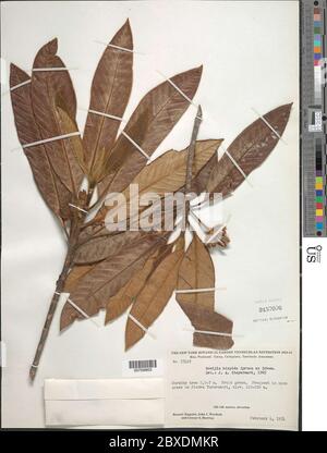 Remijia hispida Spruce ex K Schum Remijia hispida Spruce ex K Schum ...