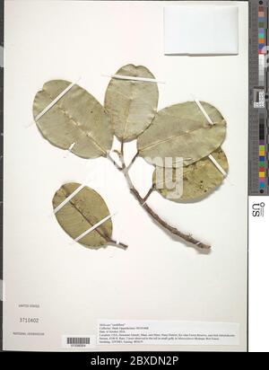 Melicope sp Melicope sp Stock Photo - Alamy