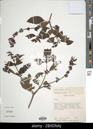 Fuchsia sylvatica Benth Fuchsia sylvatica Benth Stock Photo - Alamy