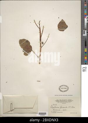 Bursera simaruba L Sarg Bursera simaruba L Sarg Stock Photo - Alamy