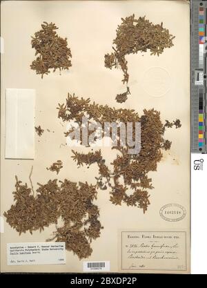 Pectis humifusa Sw Pectis humifusa Sw Stock Photo - Alamy