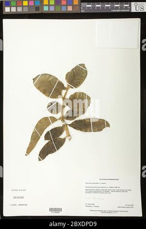 Columnea x hybrid Columnea x hybrid Stock Photo - Alamy