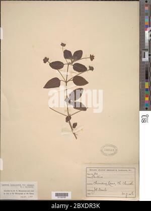 Lantana involucrata var odorata L Moldenke Lantana involucrata var ...