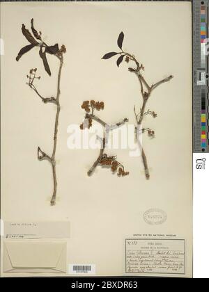 Cordia collococca L Stock Photo - Alamy