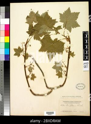 Ribes laxiflorum Pursh Stock Photo - Alamy