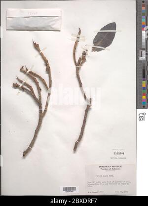 Ficus aurea Nutt Ficus aurea Nutt Stock Photo - Alamy