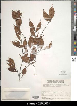 Micropholis venulosa Mart Eichler ex Miq Pierre Stock Photo - Alamy