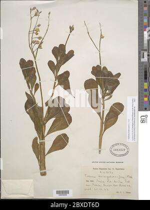 Talinum fruticosum L Juss Stock Photo - Alamy