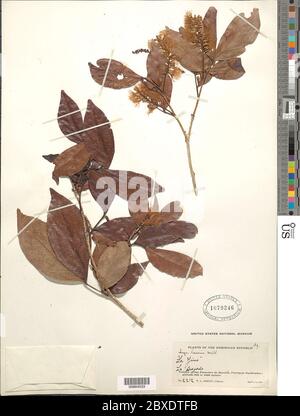 Inga laurina Sw Willd Stock Photo - Alamy