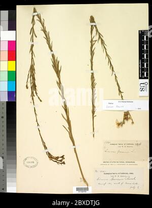 Linum lewisii Pursh Linum lewisii Pursh Stock Photo - Alamy