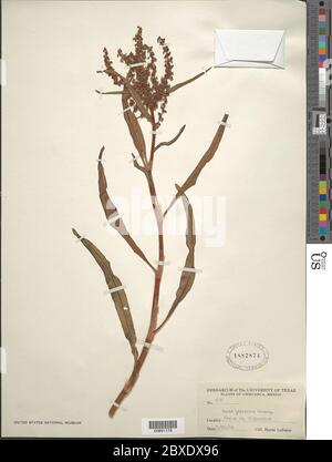 Rumex mexicanus Meisn Rumex mexicanus Meisn Stock Photo - Alamy