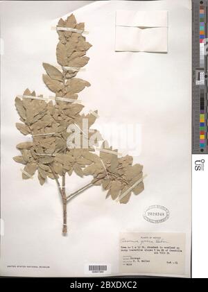 Quercus grisea Liebm Quercus grisea Liebm Stock Photo - Alamy