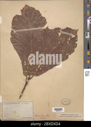 Quercus candicans Ne Quercus candicans Ne Stock Photo - Alamy