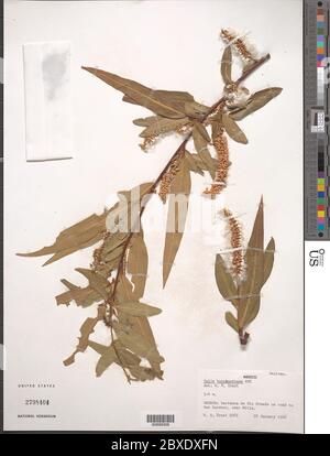 Salix bonplandiana Kunth Salix bonplandiana Kunth Stock Photo - Alamy