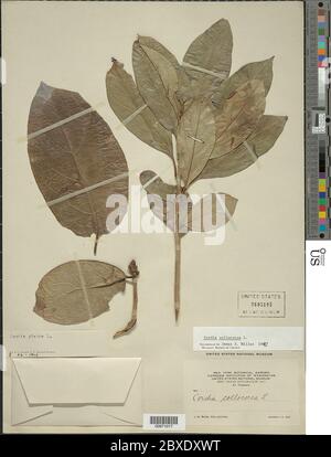 Cordia collococca L Stock Photo - Alamy