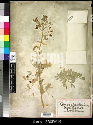Desert Ironwood Tree (Olneya tesota), Saguaro West National Park ...