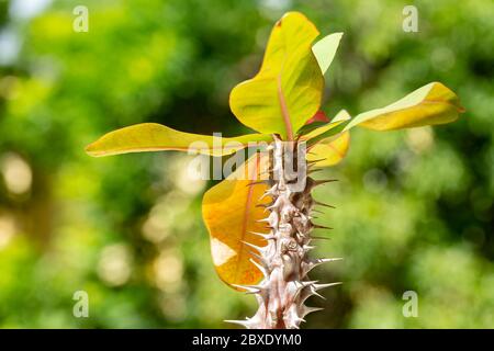 Crown of thorns (Euphorbia milii) close-up of flowers, Palawan Island ...