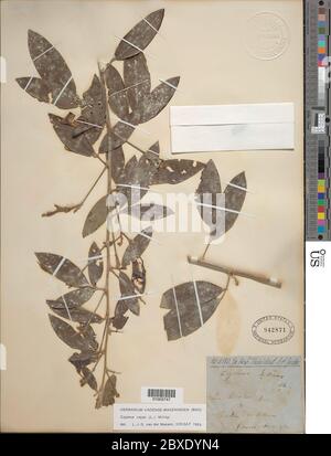 Cajanus cajan L Huth Cajanus cajan L Huth Stock Photo - Alamy