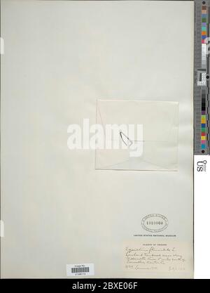 Equisetum fluviatile L Equisetum fluviatile L Stock Photo - Alamy