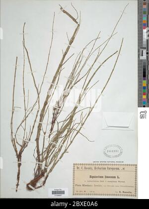 Equisetum fluviatile L Equisetum fluviatile L Stock Photo - Alamy