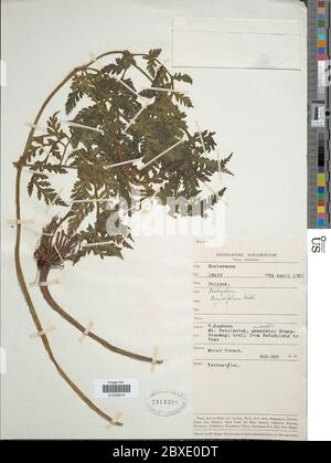 Botrychium sp Botrychium sp Stock Photo - Alamy