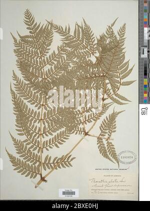 Marattia alata Sw Marattia alata Sw Stock Photo - Alamy