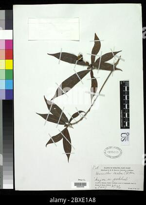 Neonauclea excelsa Merr Neonauclea excelsa Merr Stock Photo - Alamy