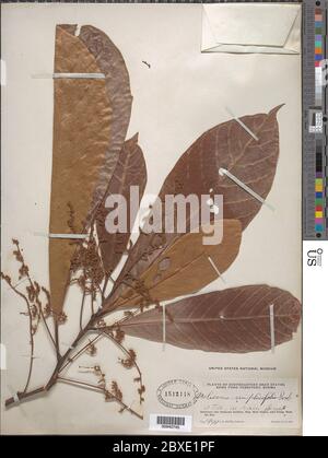 Meliosma simplicifolia Roxb Walp Stock Photo - Alamy