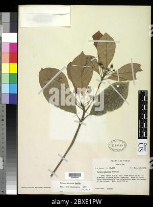 Vavaea amicorum Benth Vavaea amicorum Benth Stock Photo - Alamy