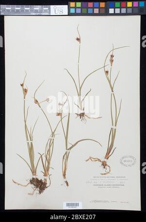 Juncus castaneus Sm Juncus castaneus Sm Stock Photo - Alamy