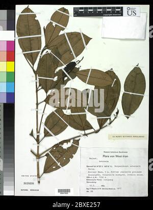 Astronia sp Astronia sp Stock Photo - Alamy