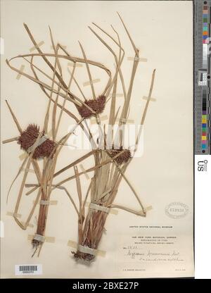 Cyperus brunneus Sw Cyperus brunneus Sw Stock Photo - Alamy