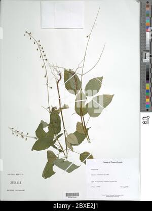 Circaea canadensis L Hill Stock Photo - Alamy