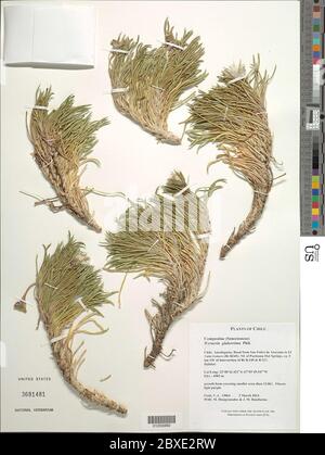 Werneria glaberrima Phil Werneria glaberrima Phil Stock Photo - Alamy