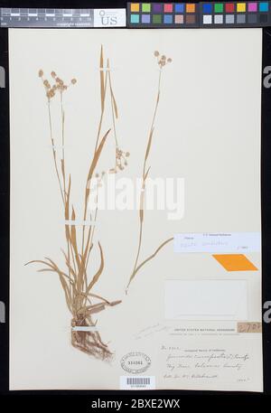 Luzula campestris L DC Luzula campestris L DC Stock Photo - Alamy