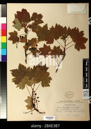 Ribes laxiflorum Pursh Stock Photo - Alamy