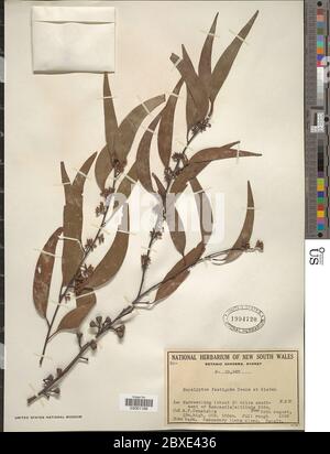Eucalyptus fastigata Eucalyptus fastigata Stock Photo - Alamy