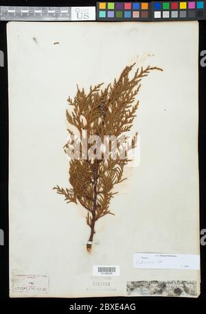 Cupressus sp Cupressus sp Stock Photo - Alamy