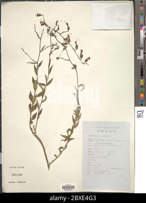 Adenophora polyantha Nakai Stock Photo - Alamy