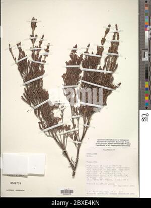 Heath (Erica sp), Ericaceae Stock Photo - Alamy