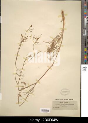 Seseli elatum L Seseli elatum L Stock Photo - Alamy