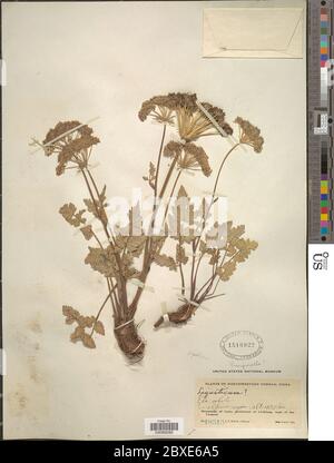 Ligusticum sp Ligusticum sp Stock Photo - Alamy