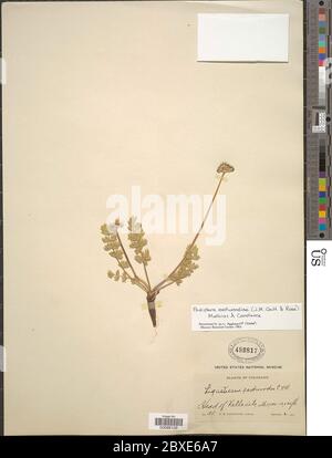 Podistera eastwoodiae JM Coult Rose Mathias Constance Podistera ...